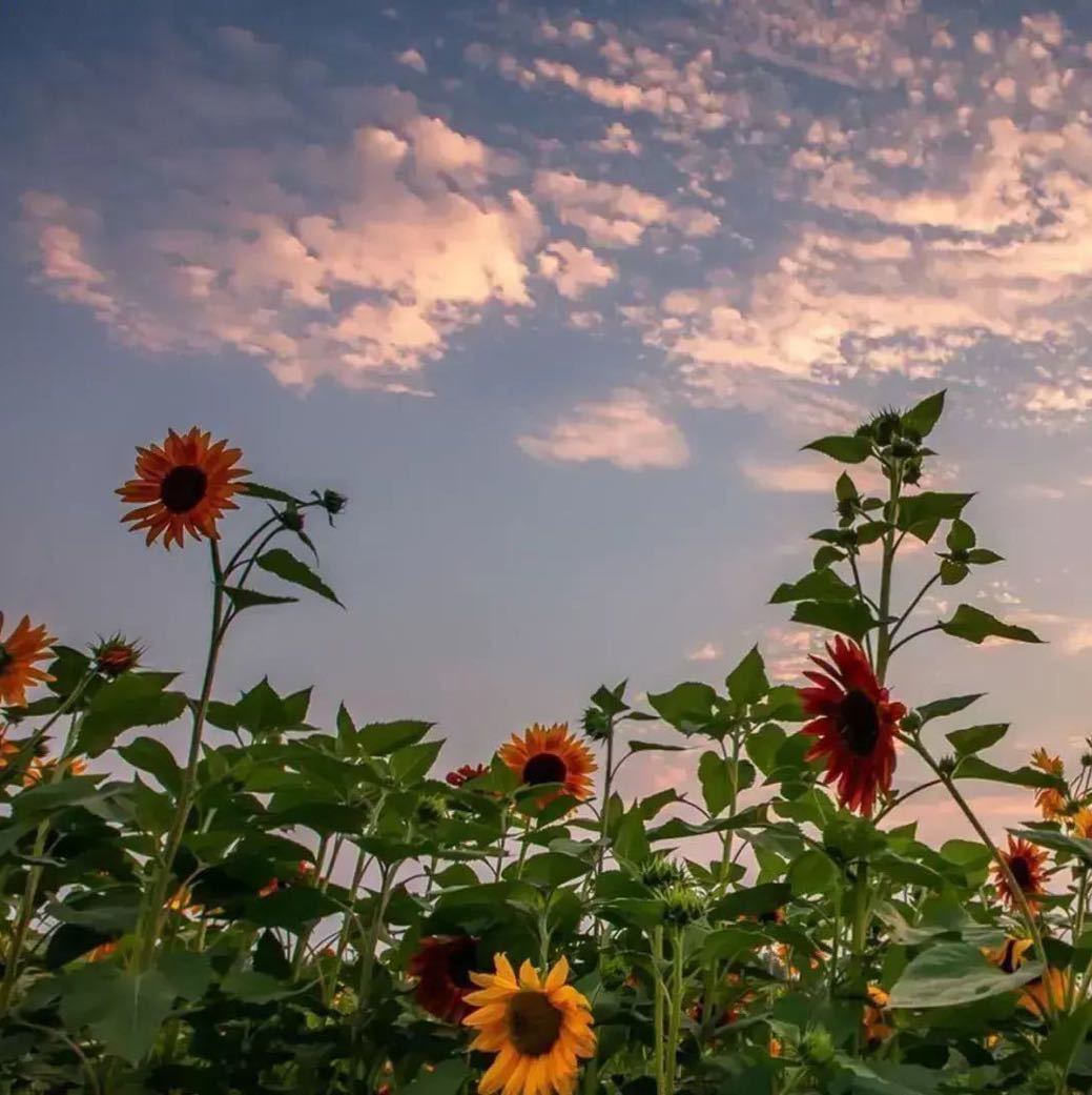 登录 - 信永中和云课堂 - 激发潜能 成就未来 - Powered By EduSoho